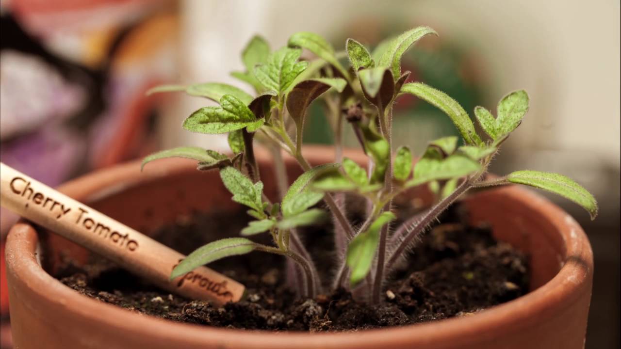Sprout Pencil Stubs Begin New Lives as Plants - GetdatGadget